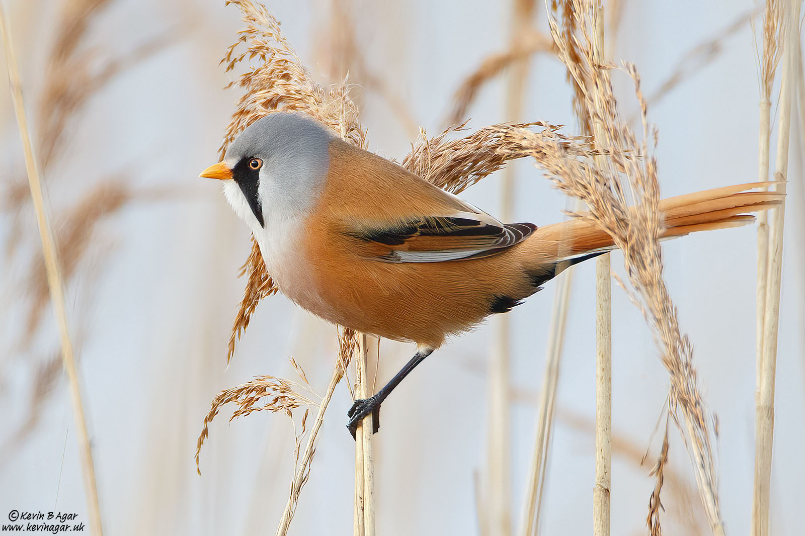 Bearded Tit, Panurus biarmicus | Focal World