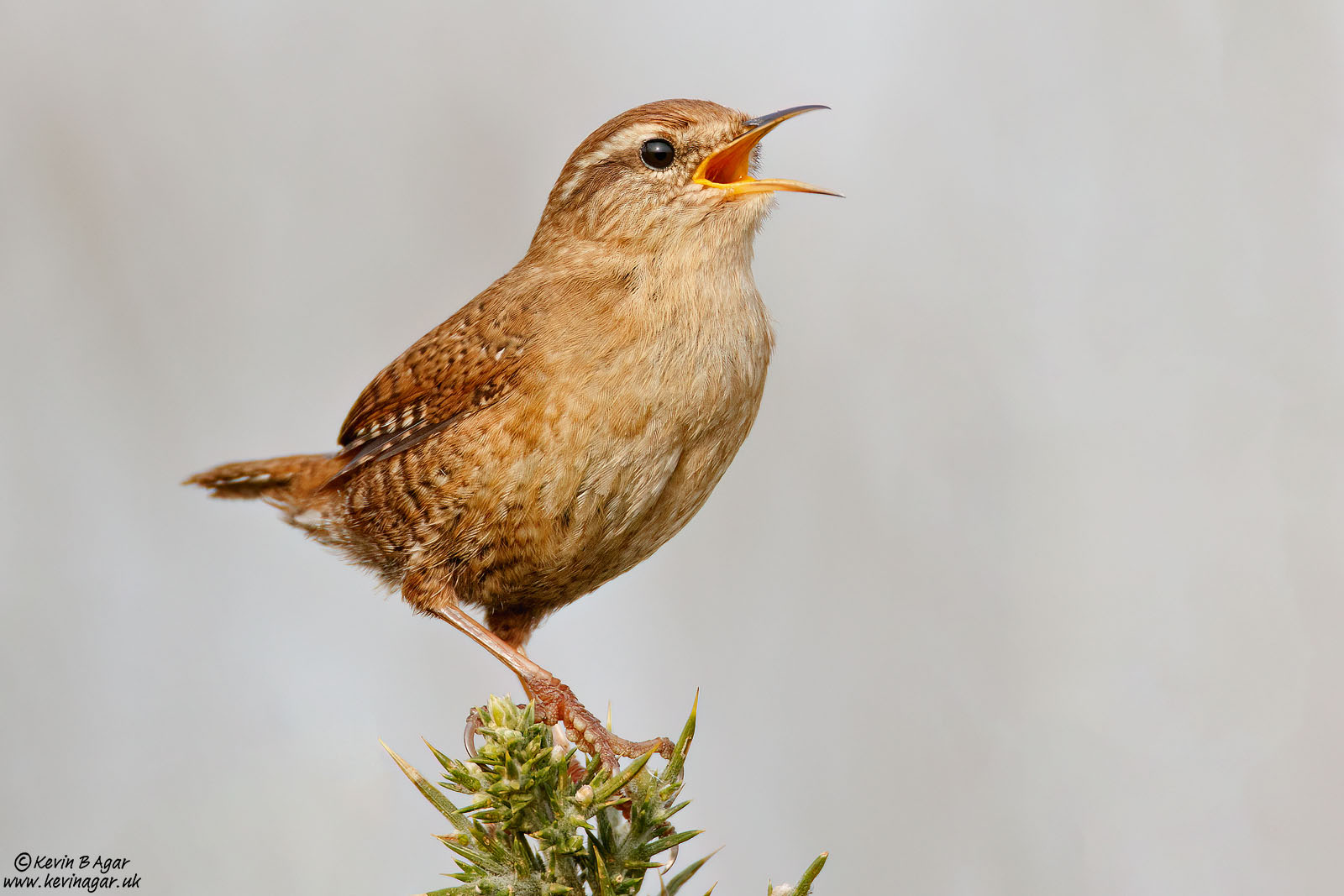 Wren, Troglodytes troglodytes | Focal World