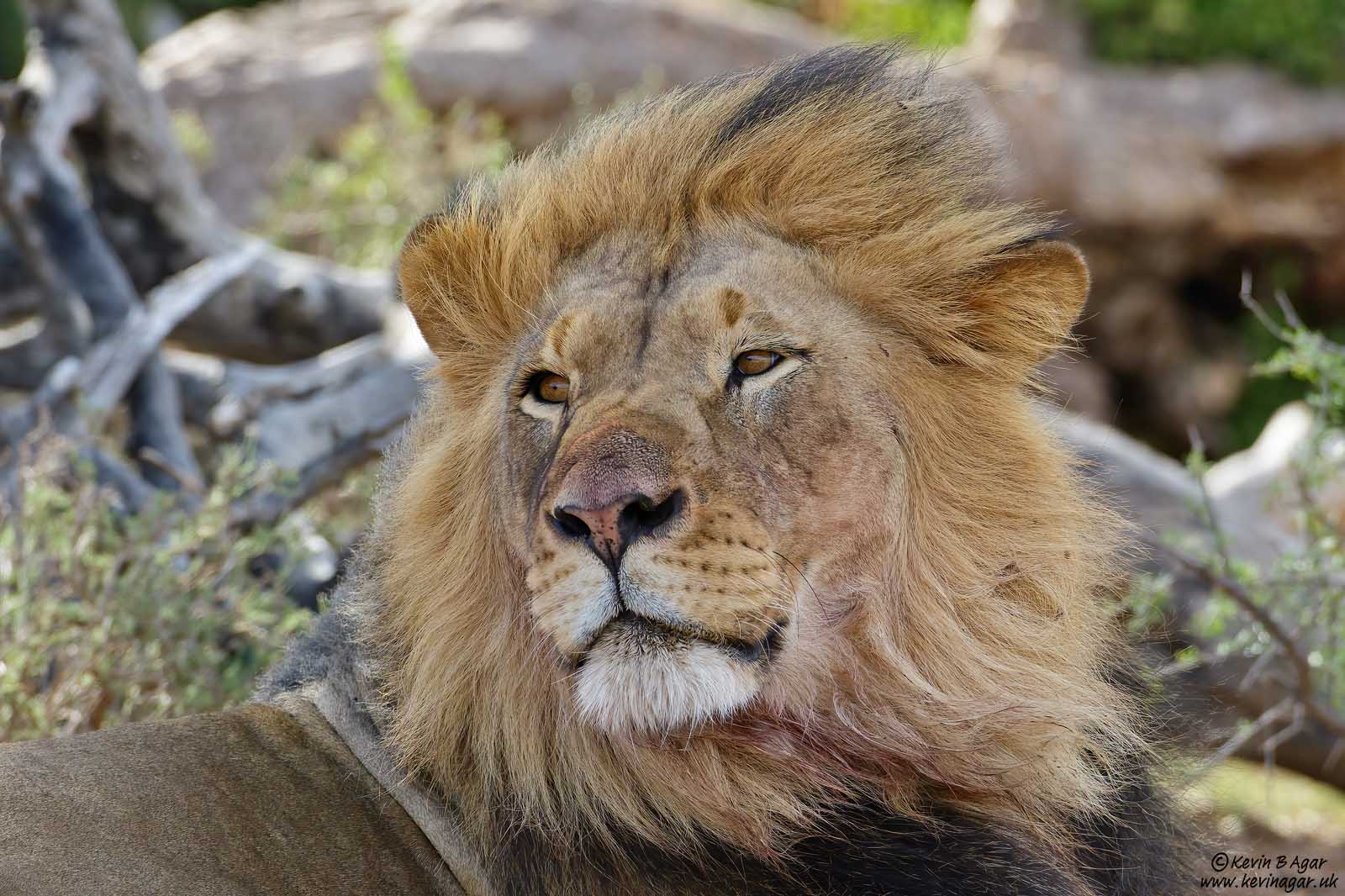 Lion, Panthera leo | Focal World