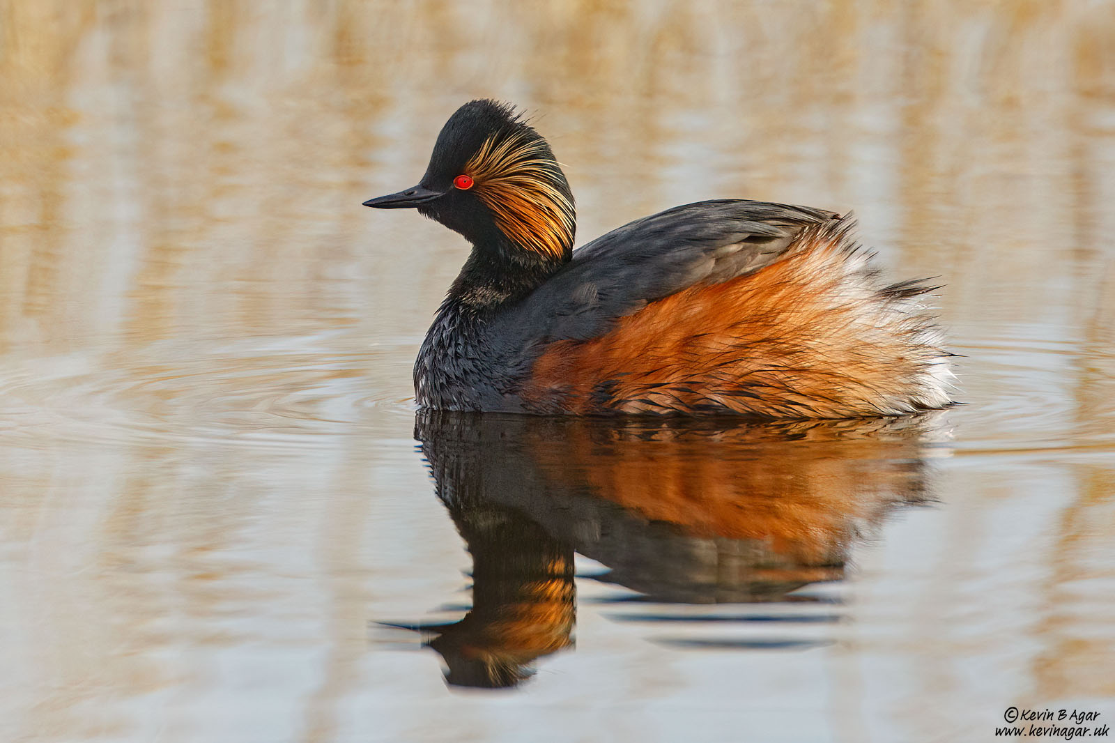 Grebes | Focal World