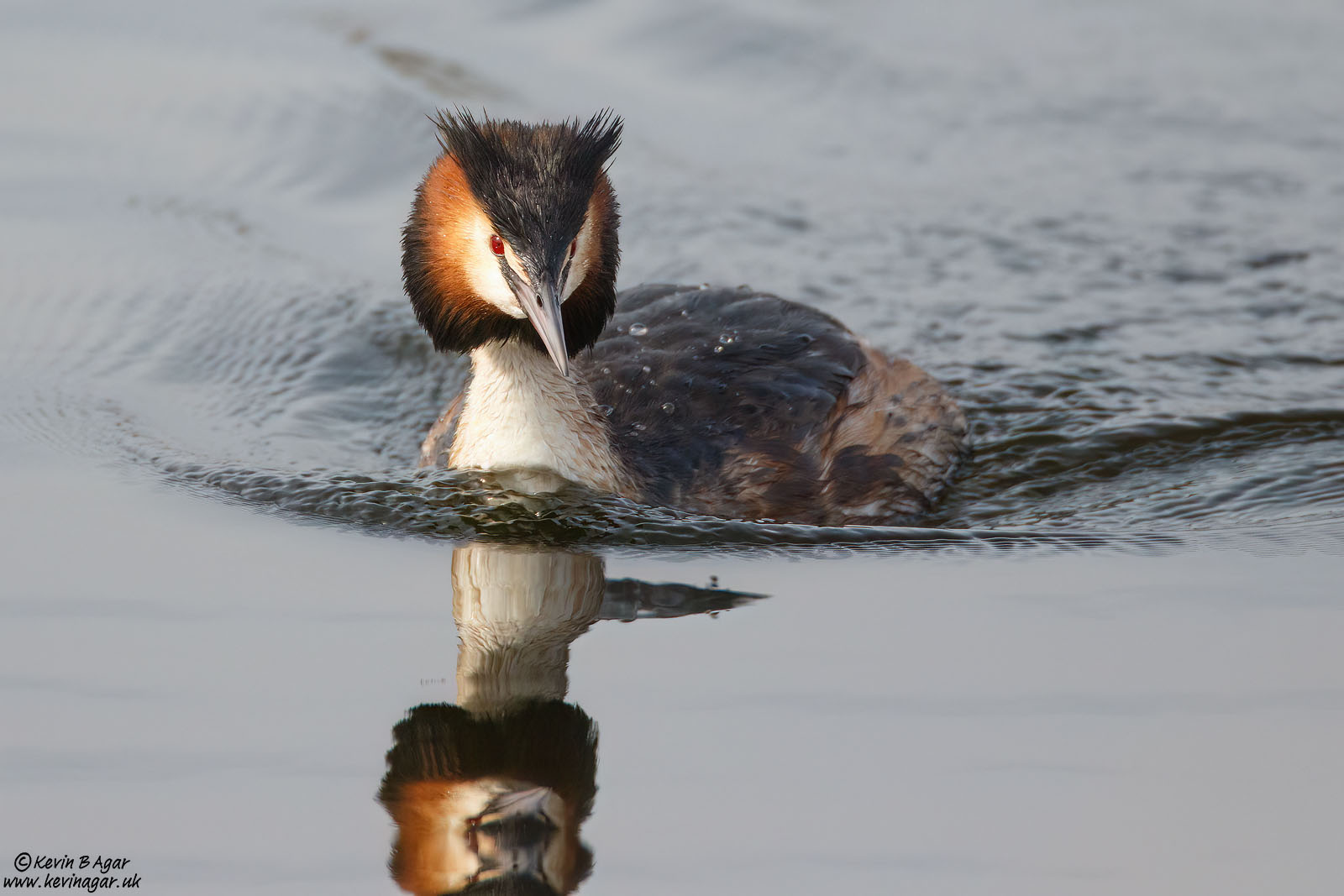 Grebes | Focal World