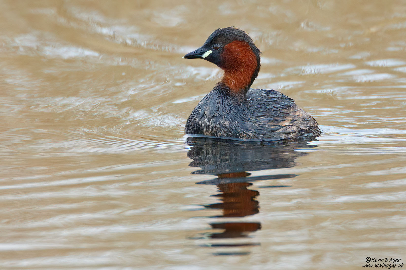 Grebes | Focal World