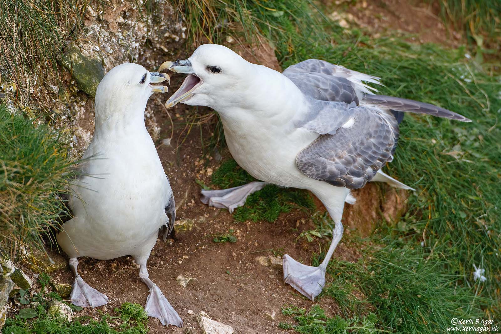 Fulmar, Fulmarus glacialis | Focal World