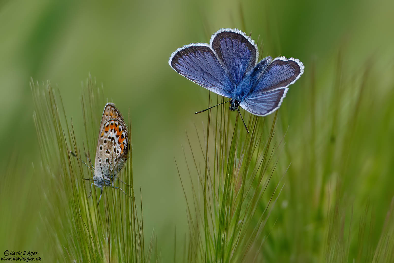 Bugs of Bulgaria | Focal World