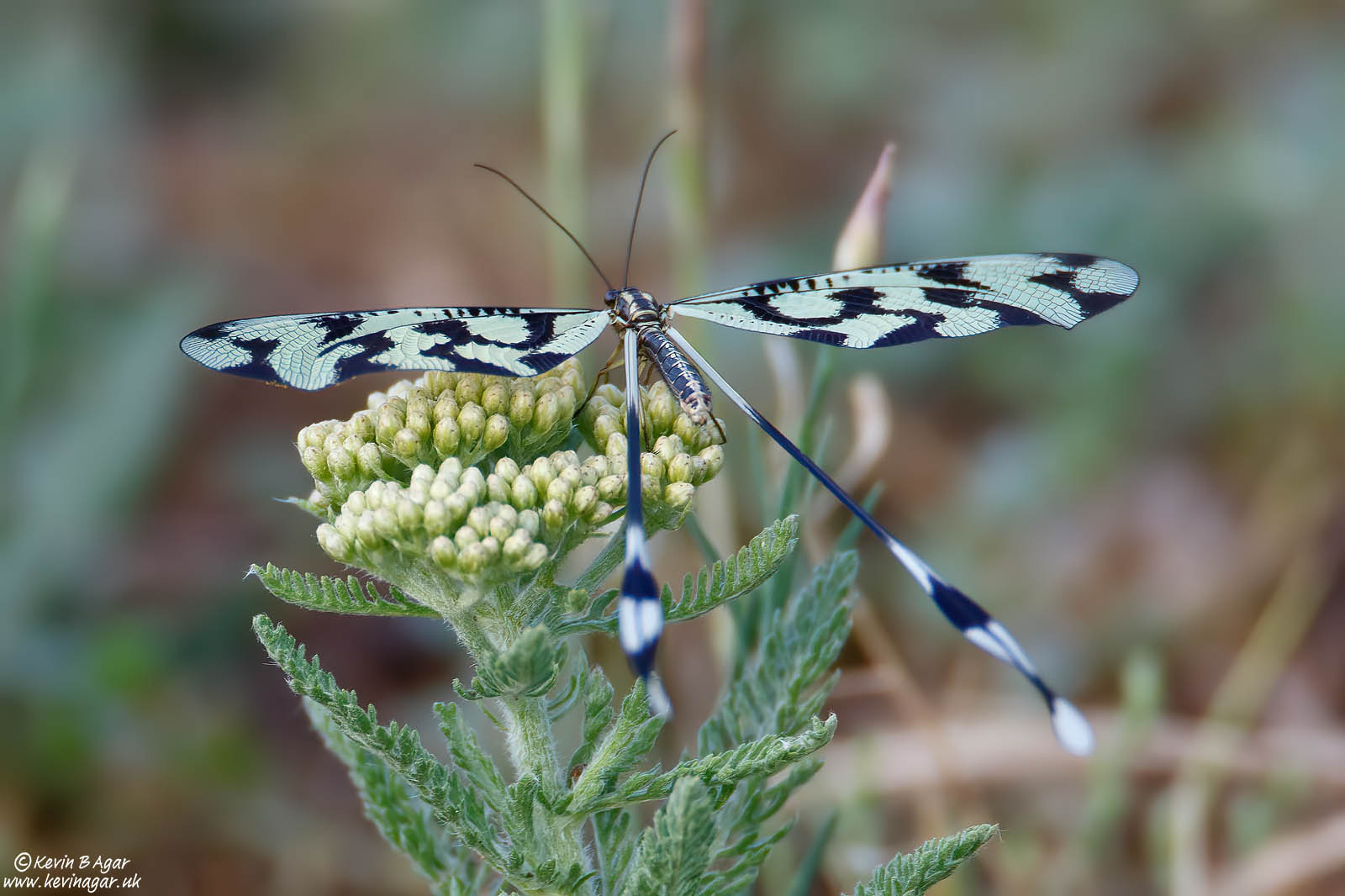 Bugs of Bulgaria | Focal World