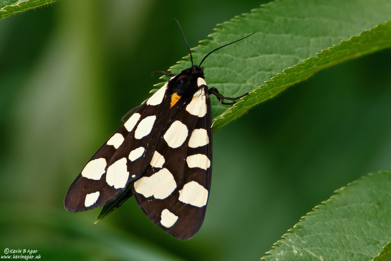 Bugs of Bulgaria | Focal World