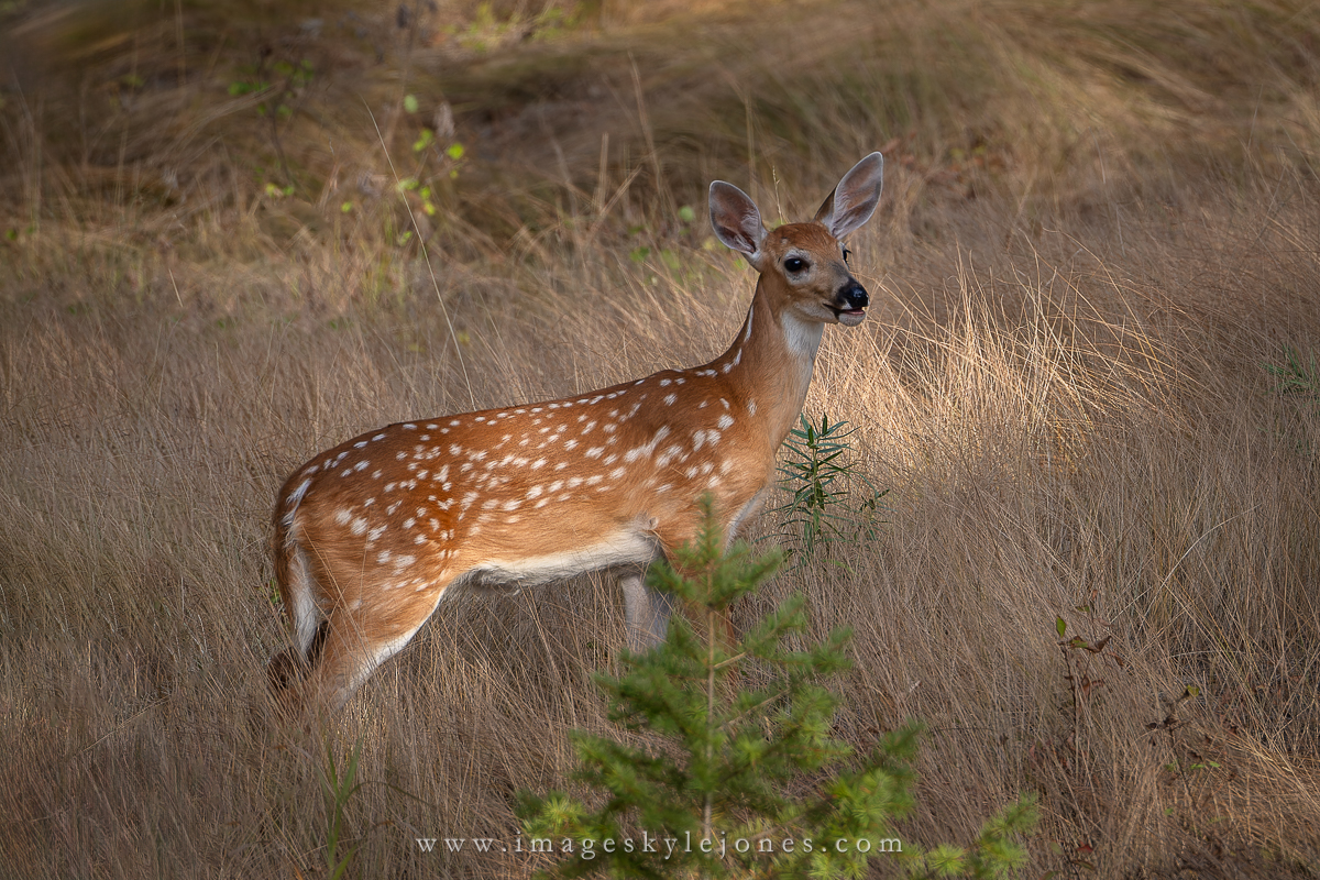 Backyard Critters | Focal World