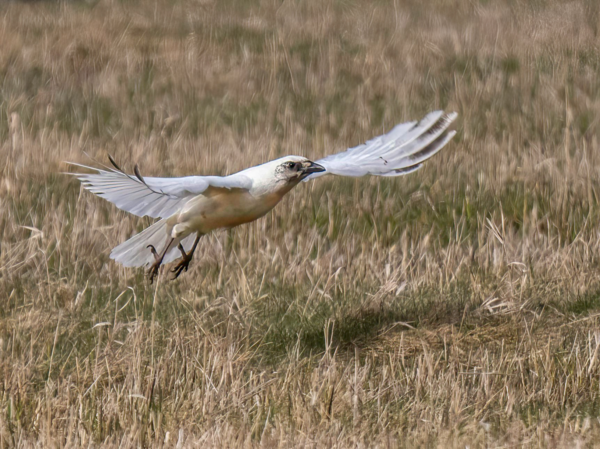 Leucistic American Crow. | Focal World