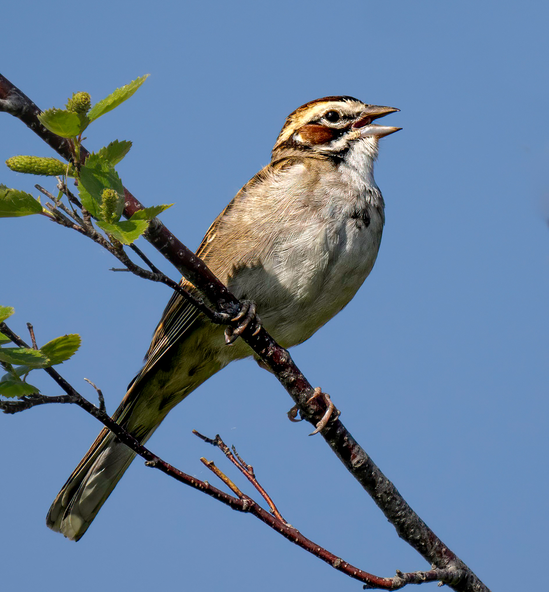 Two birds. | Focal World