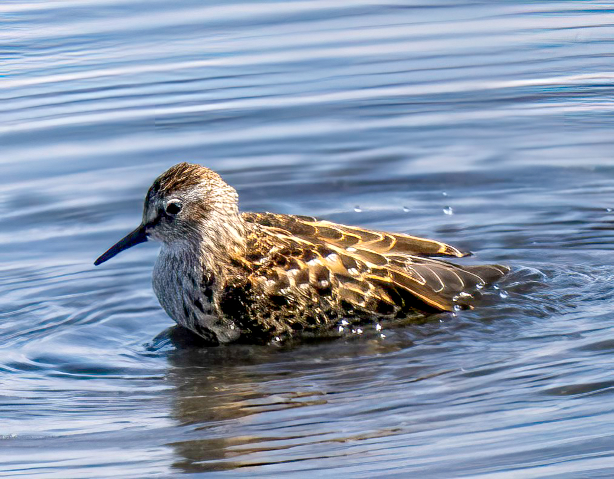 Northeast Swale, Saskatoon. | Focal World