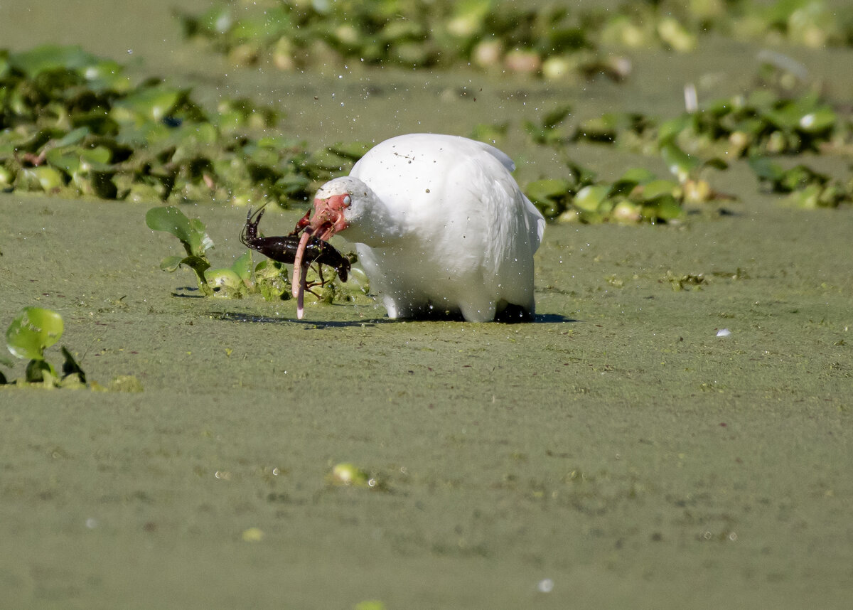 Shaking the Prey | Focal World