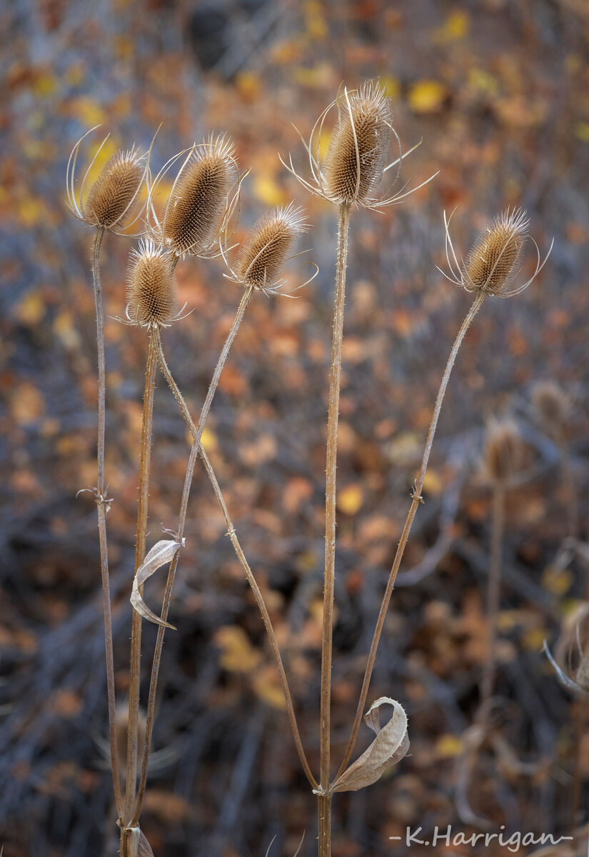 Dried Thistle among Fall Colors | Focal World