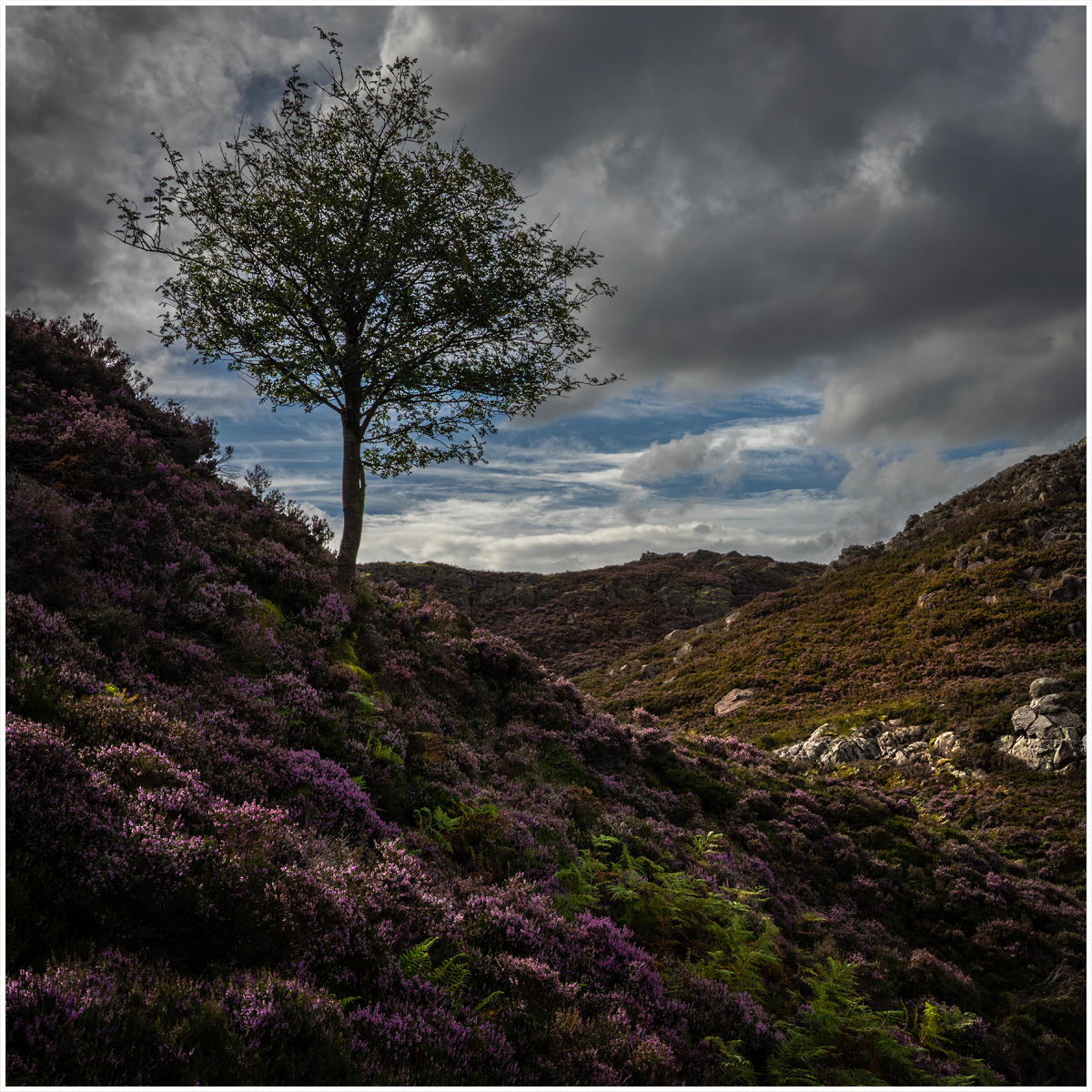 Dock Tarn, English Lake District with new images | Focal World
