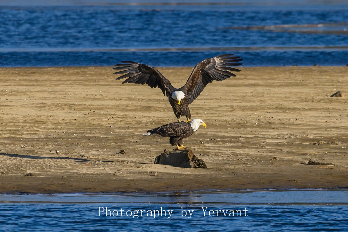 Mating Season | Focal World