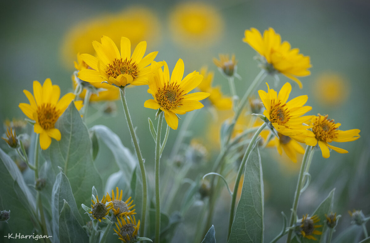 Arrowleaf Balsamroot | Focal World