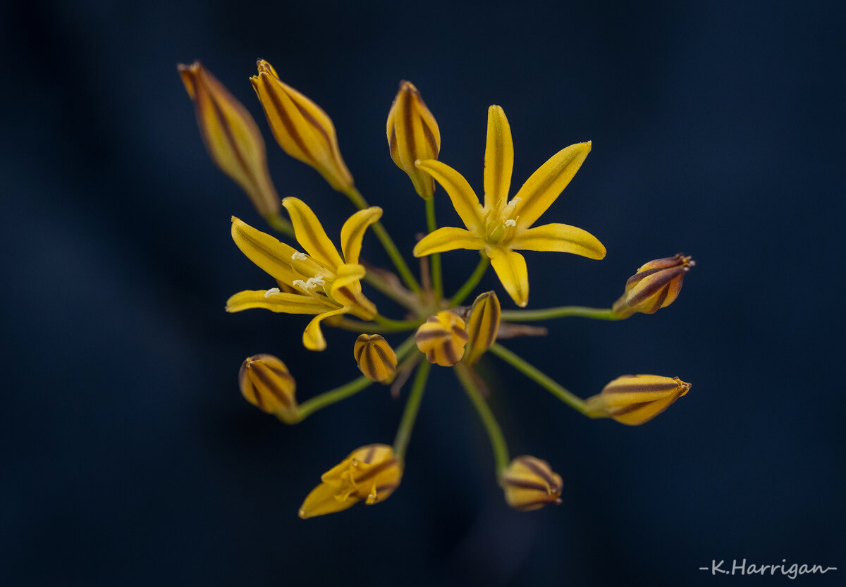 Golden Brodiaea | Focal World