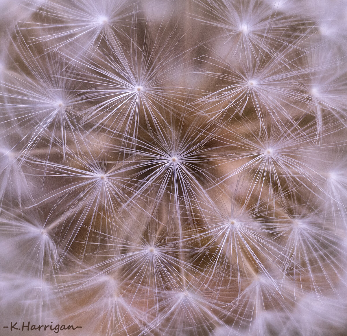 Pappus | Focal World