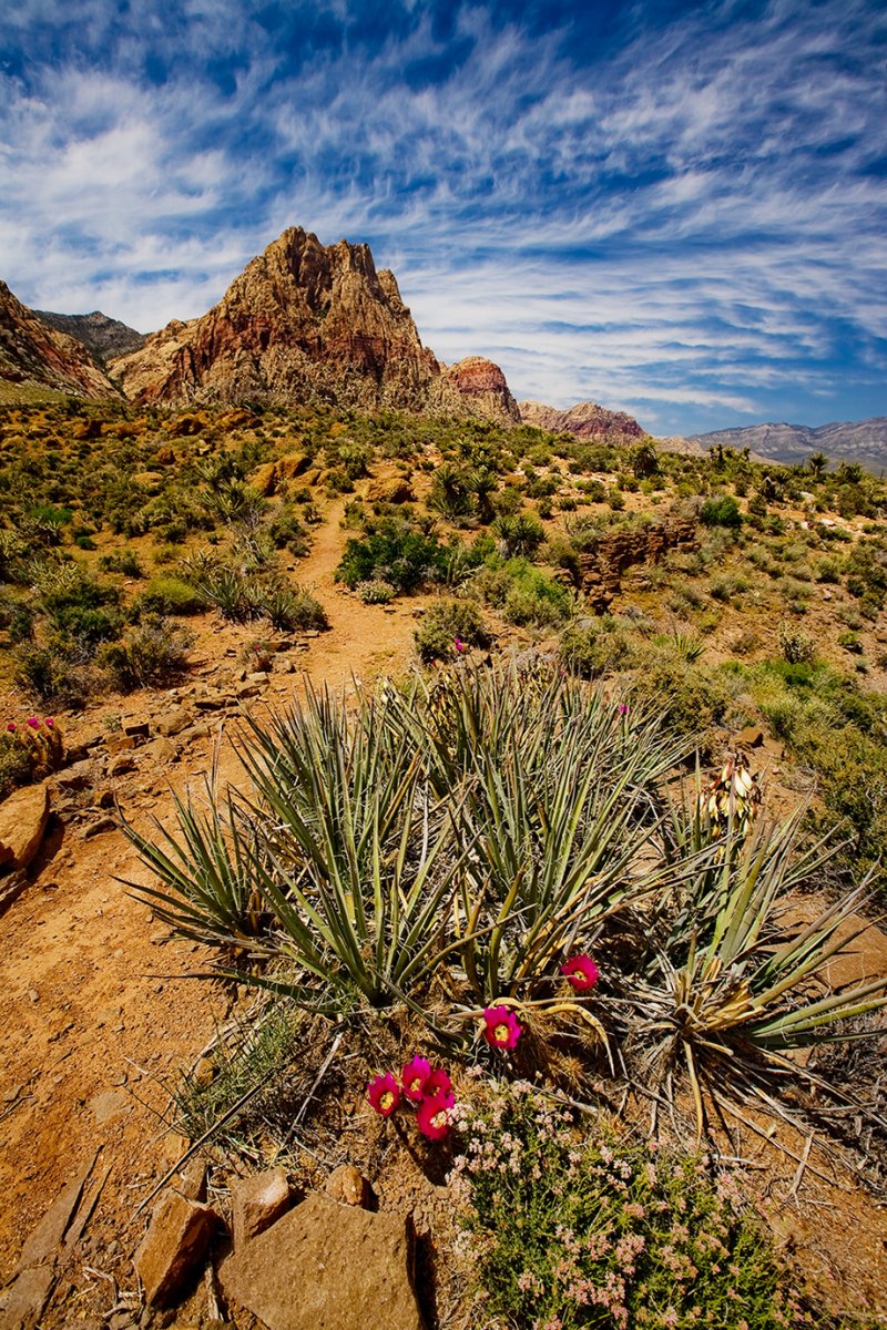 Desert Pathway | Focal World