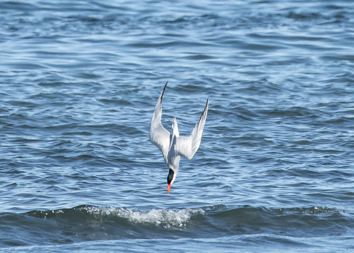 Total Commitment, Caspian Tern in Dive mode | Focal World