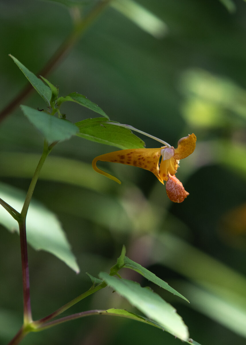 Common Jewelweed | Focal World