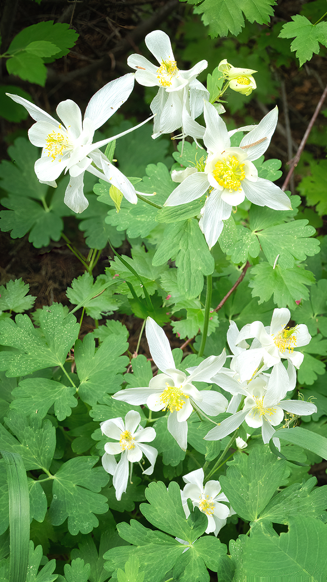 Flowers of Wilson, WY | Focal World