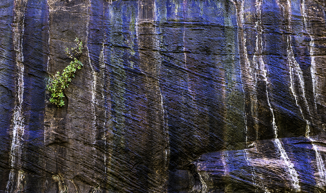 Grotto along the Virgin River in Zion Canyon, Zion National Park, UT ...