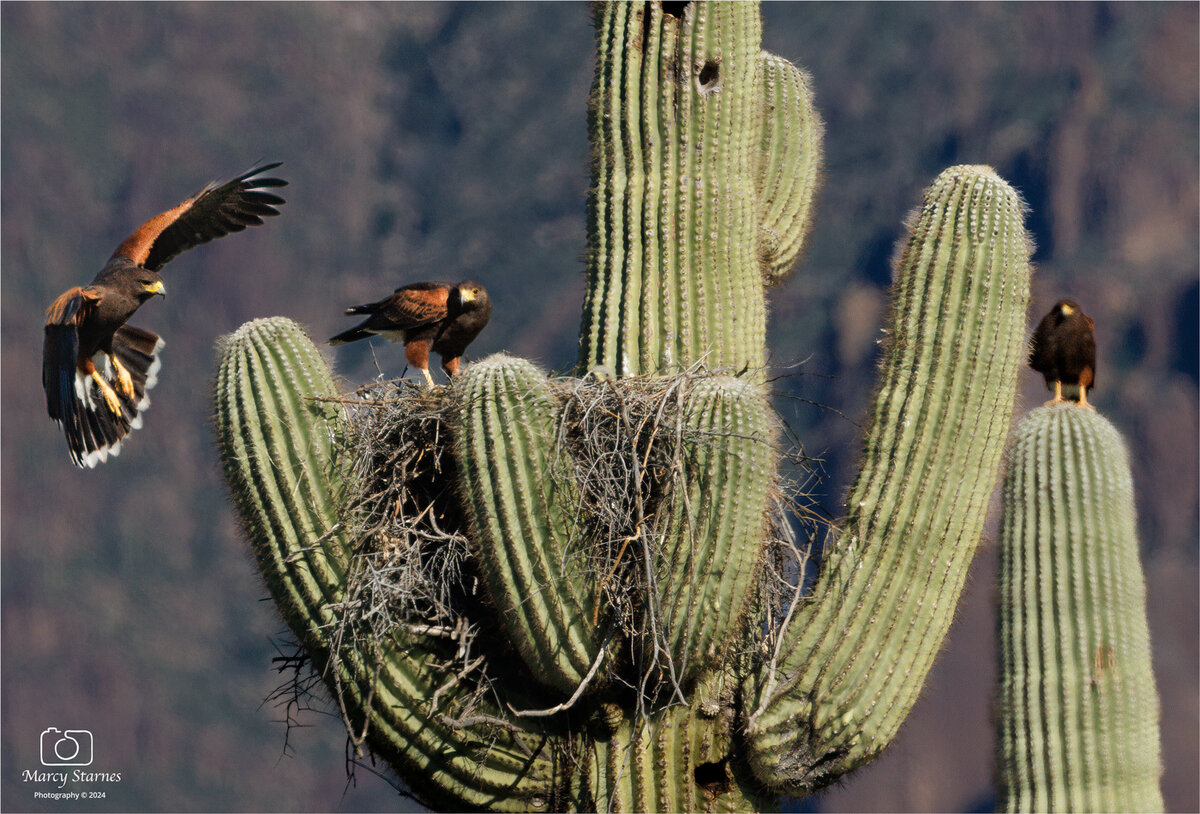 Harris Hawk nest 2024 | Focal World