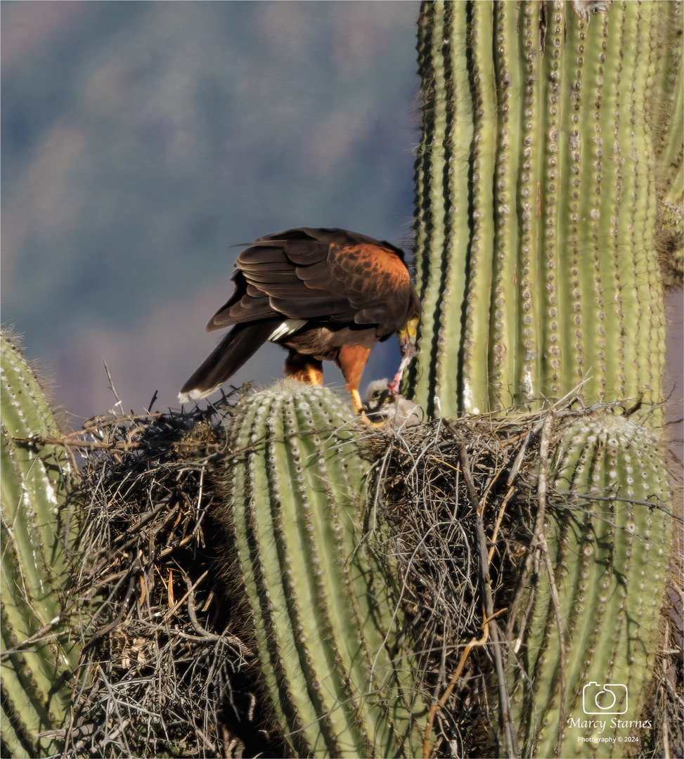 Harris Hawk nest 2024 | Focal World