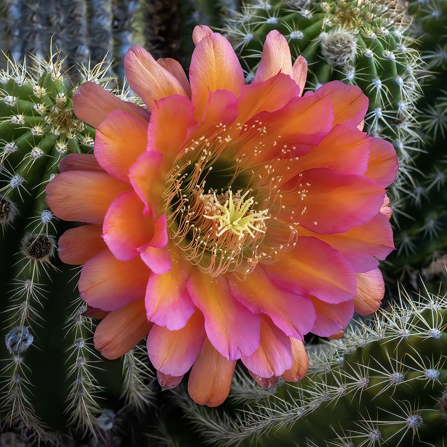 Argentine Giant Cactus | Focal World