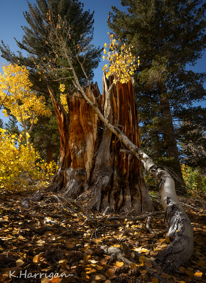 "Aspen with fallen Jeffrey" | Focal World