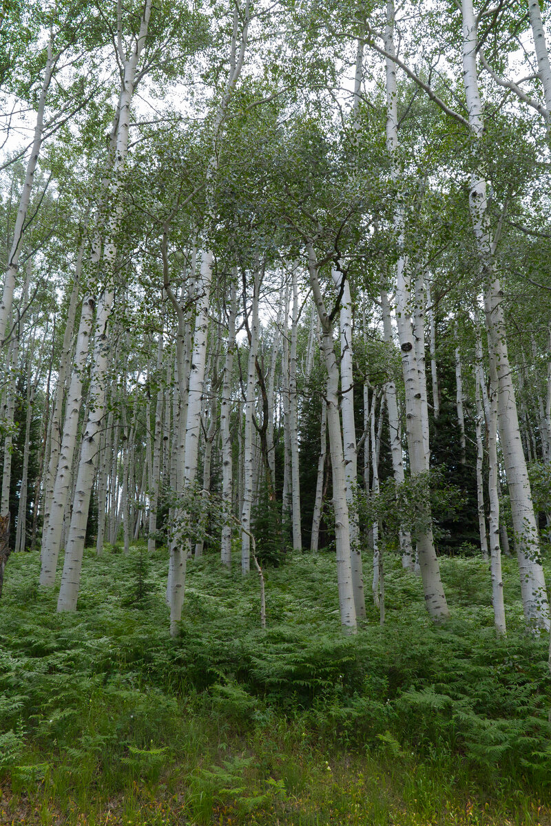 Summer Aspen | Focal World