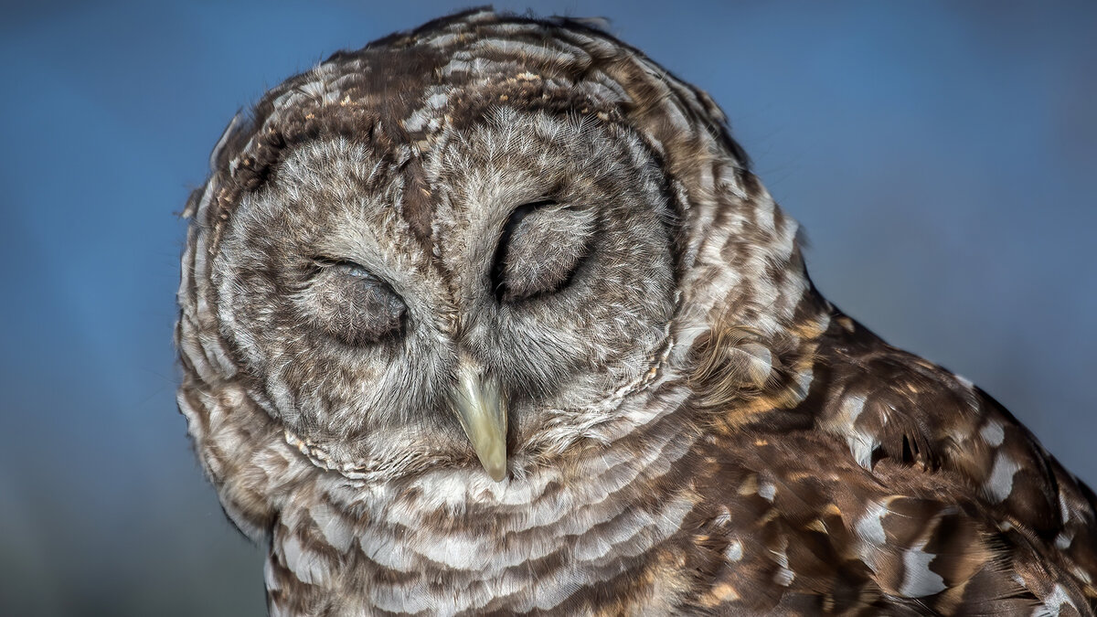 Feathered eyelids | Focal World