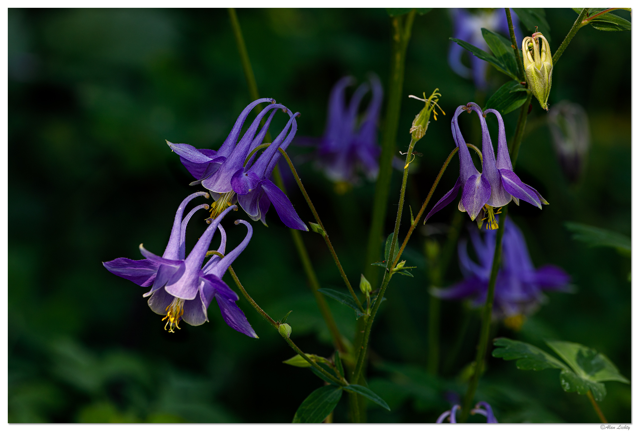 Columbines From Today | Focal World