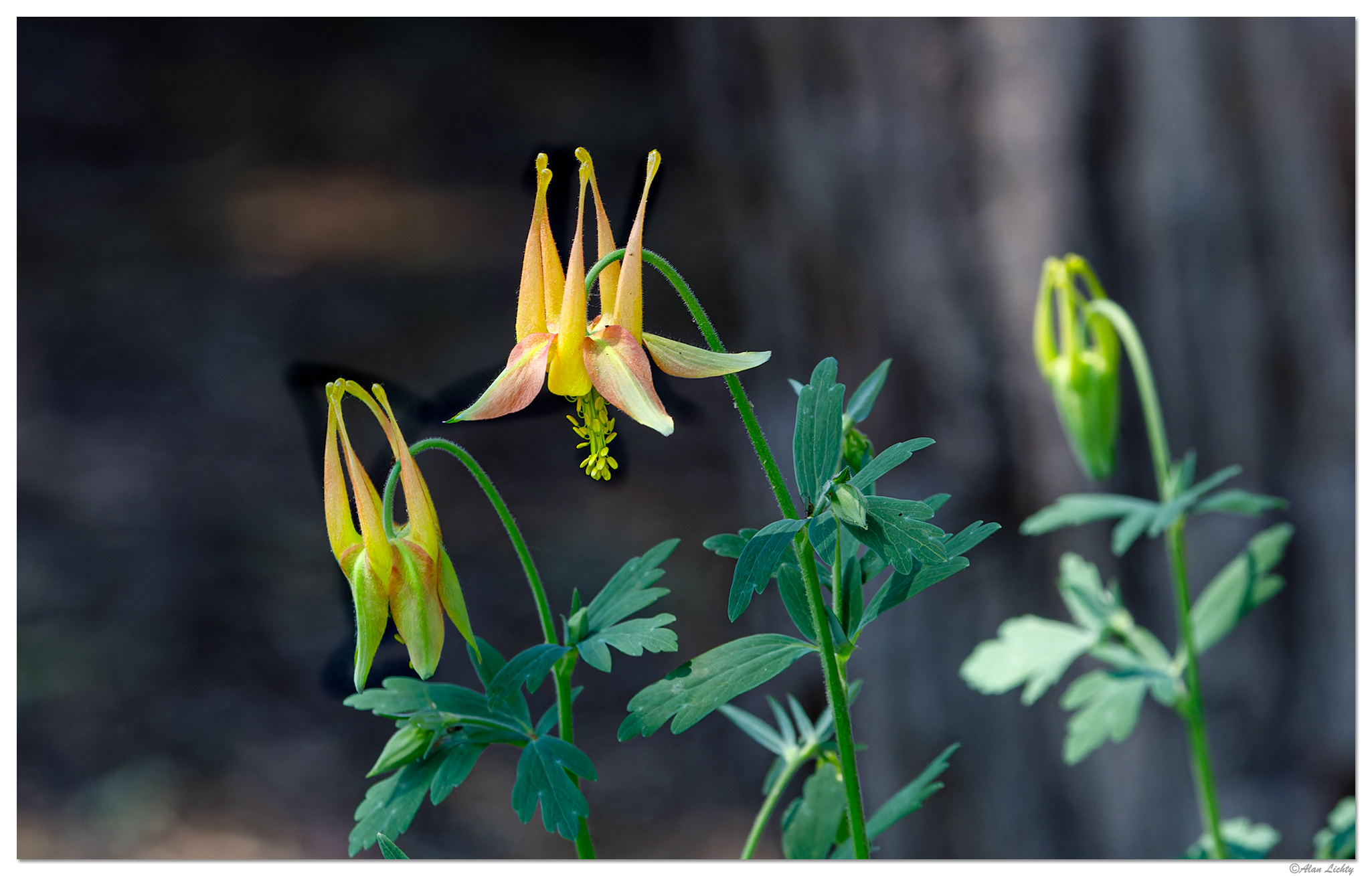 The Columbines are Out | Focal World