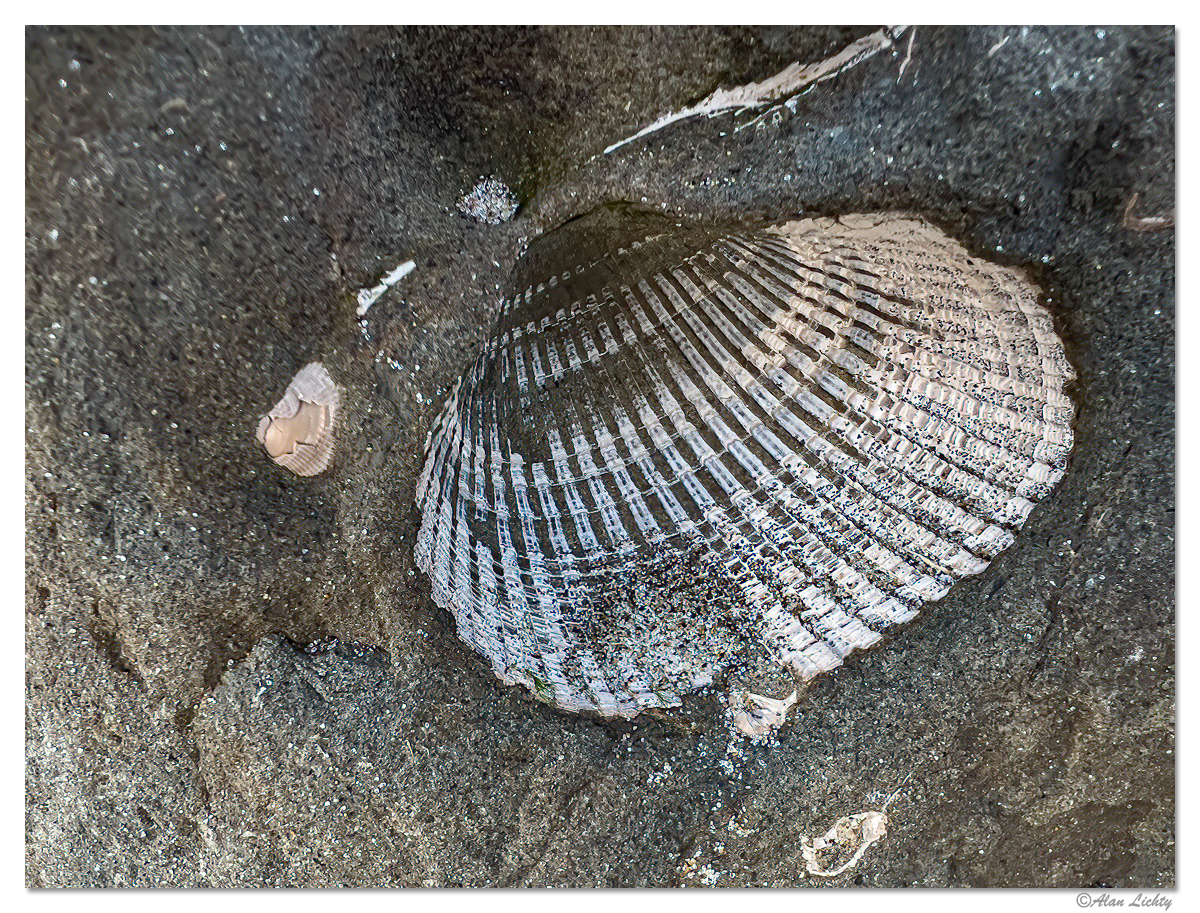 Shell Game +1 | Focal World