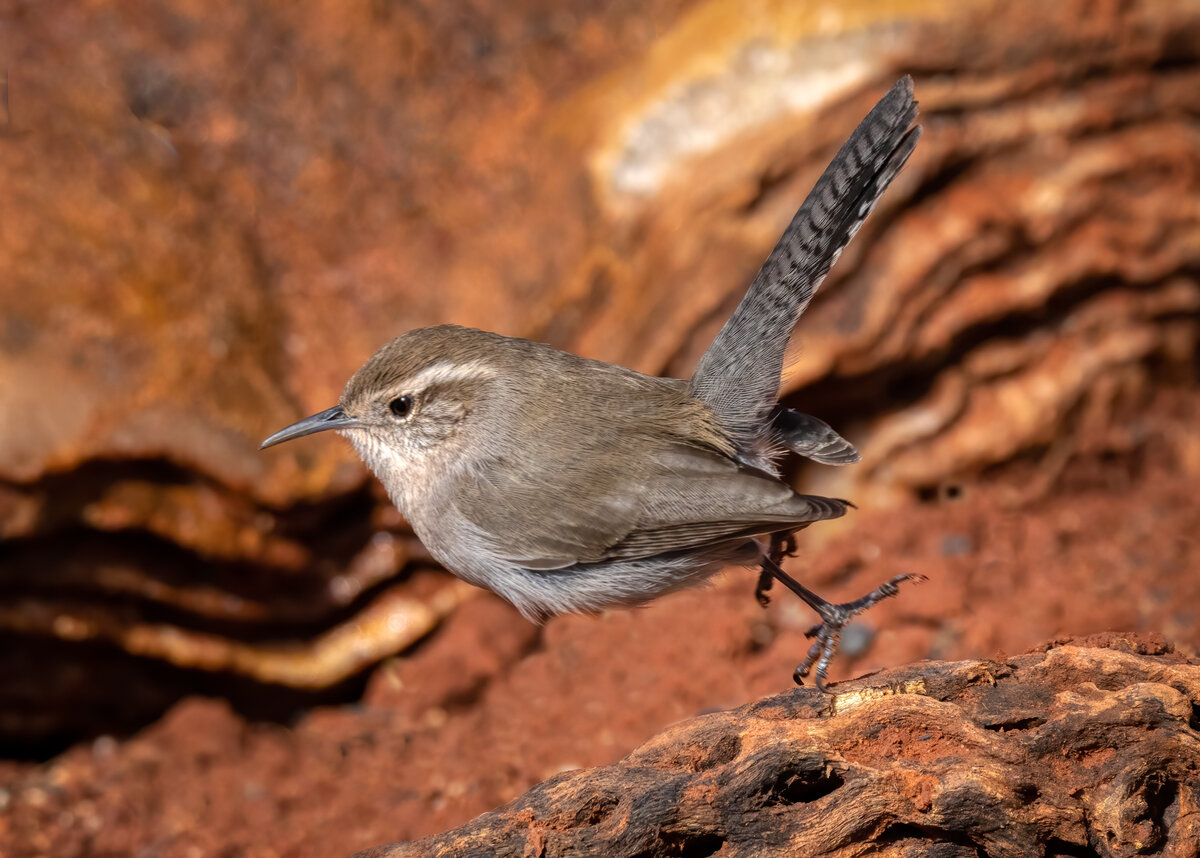 Bewick's wren | Focal World