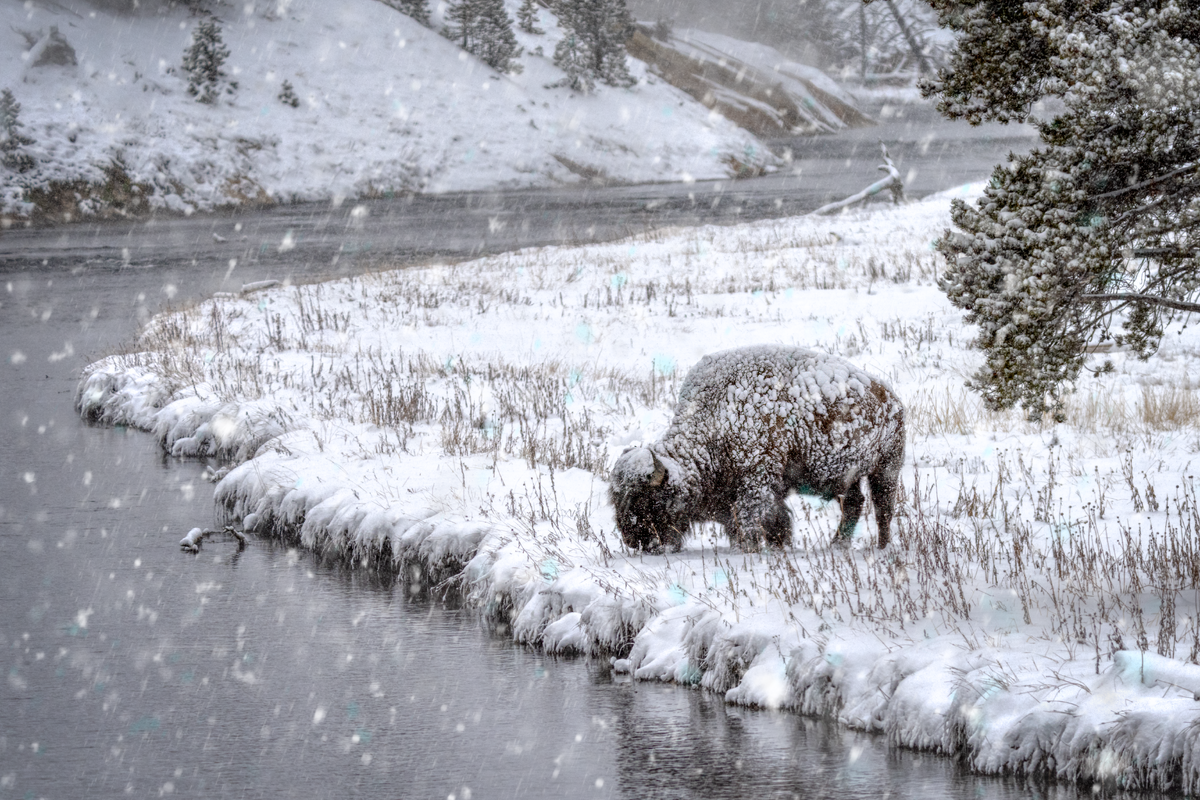 Yellowstone whiteout | Focal World