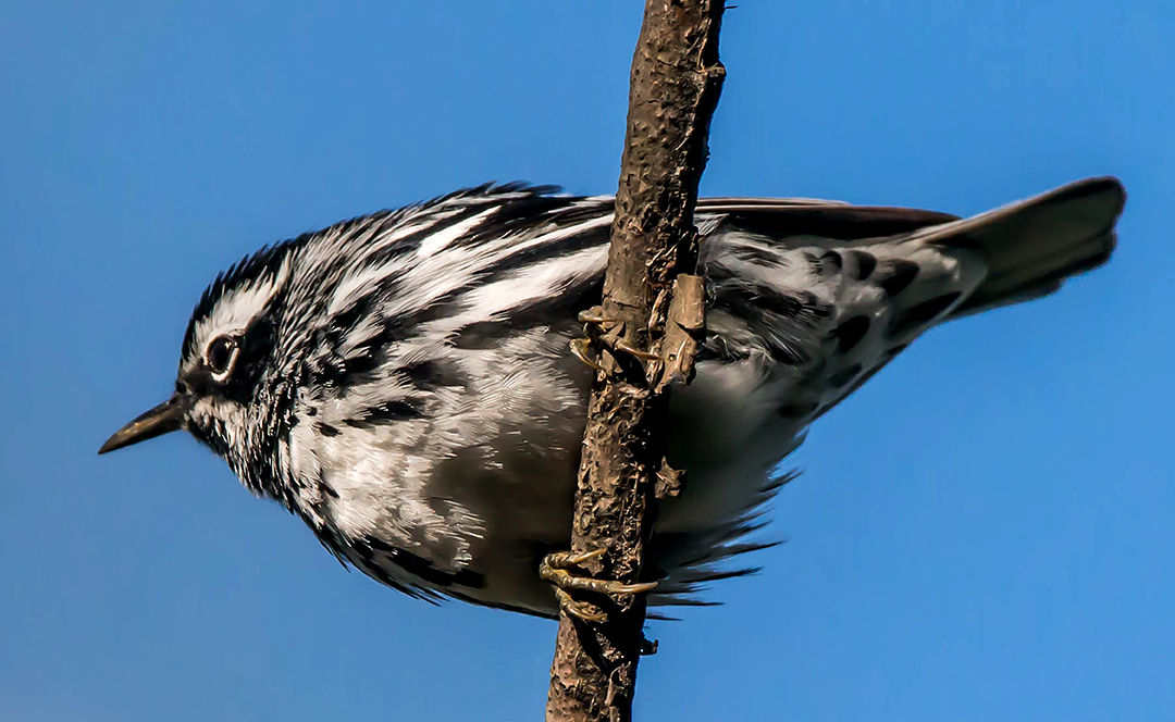 Three More Warblers from MaGee Marsh | Focal World