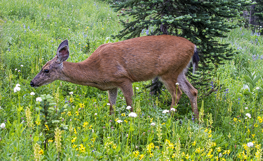 Mule Deer at Mt. Rainier. | Focal World
