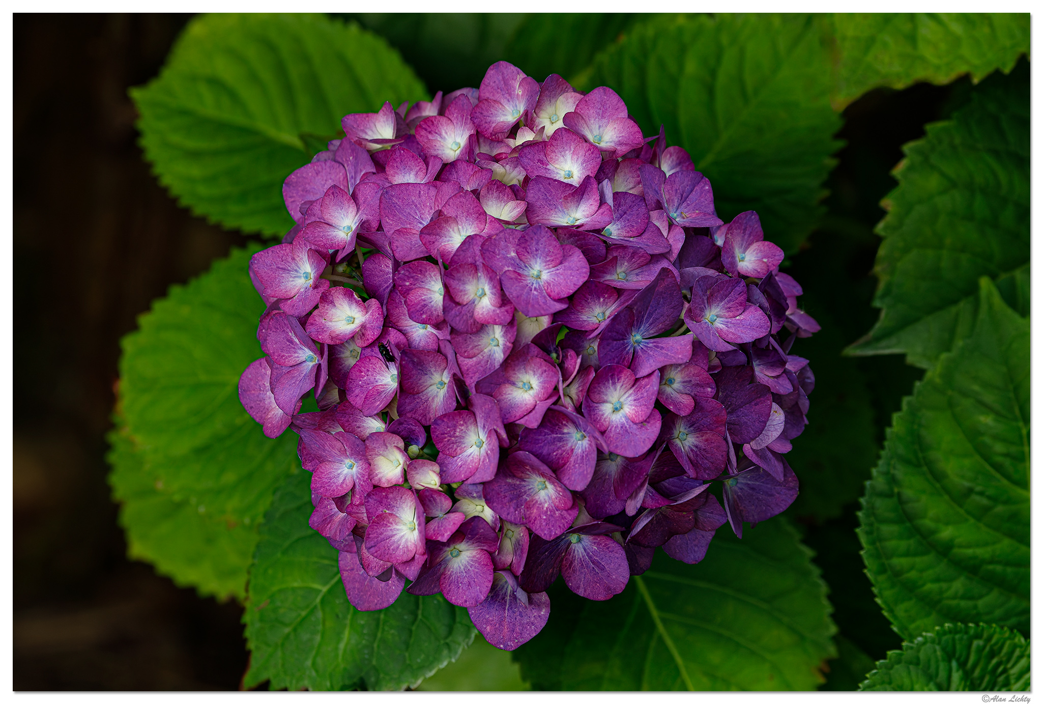 Becoming Purple | Focal World