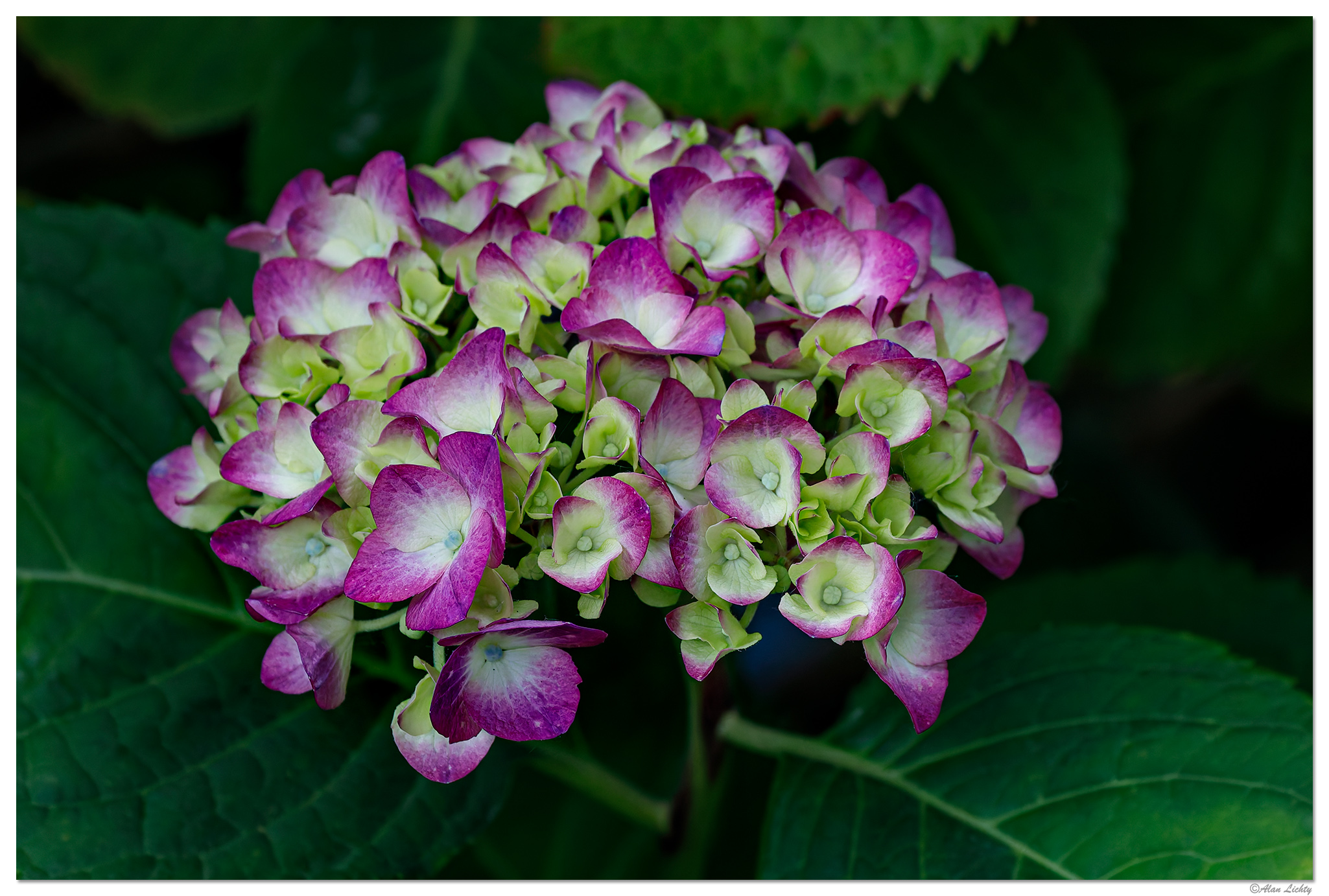Becoming Purple | Focal World