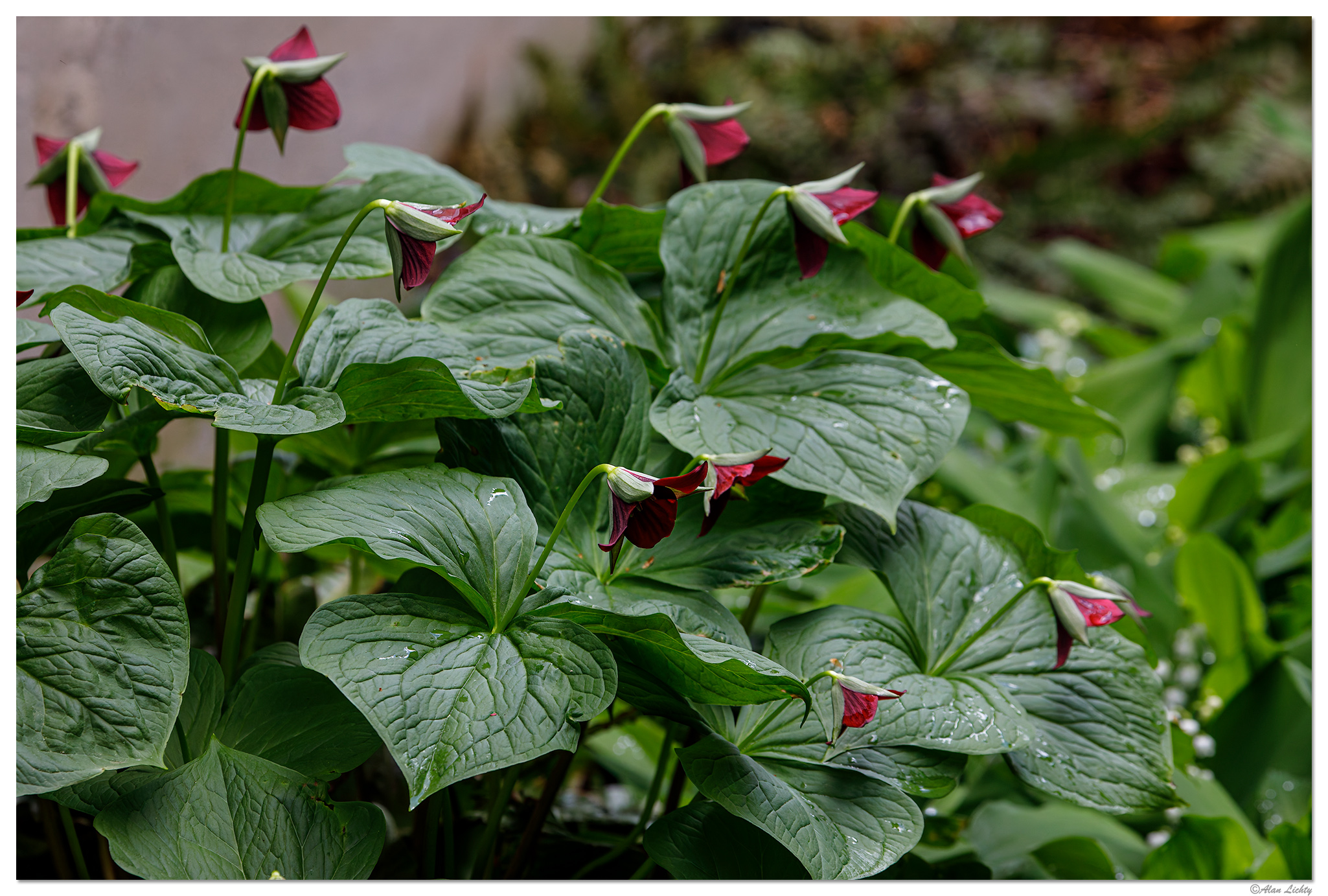 Red Trillium | Focal World
