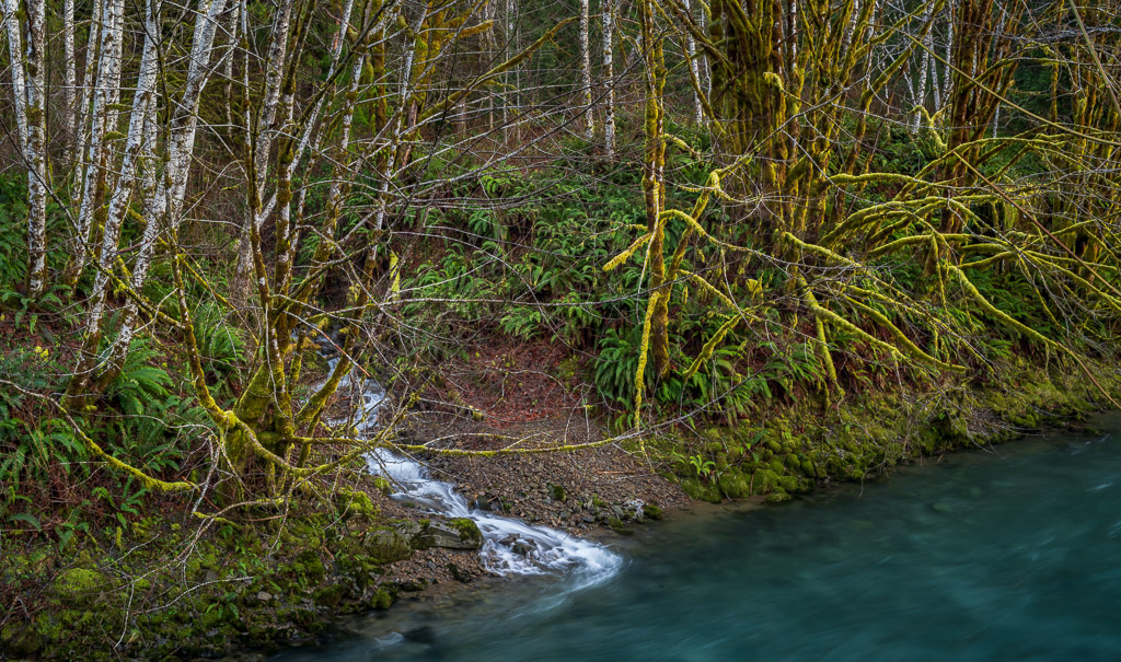 Winter Trees--Calawah River | Focal World
