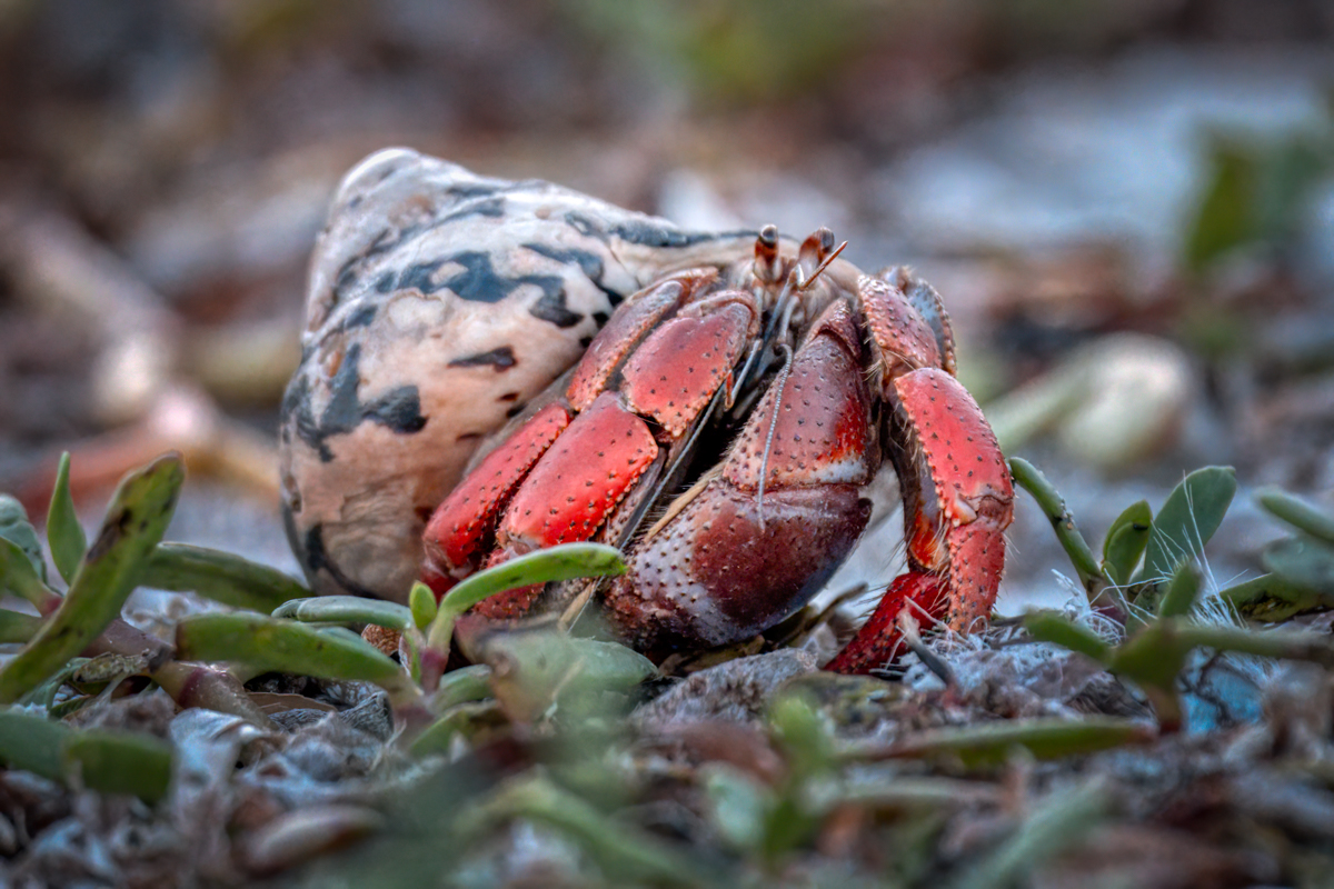Caribbean land hermit crab | Focal World