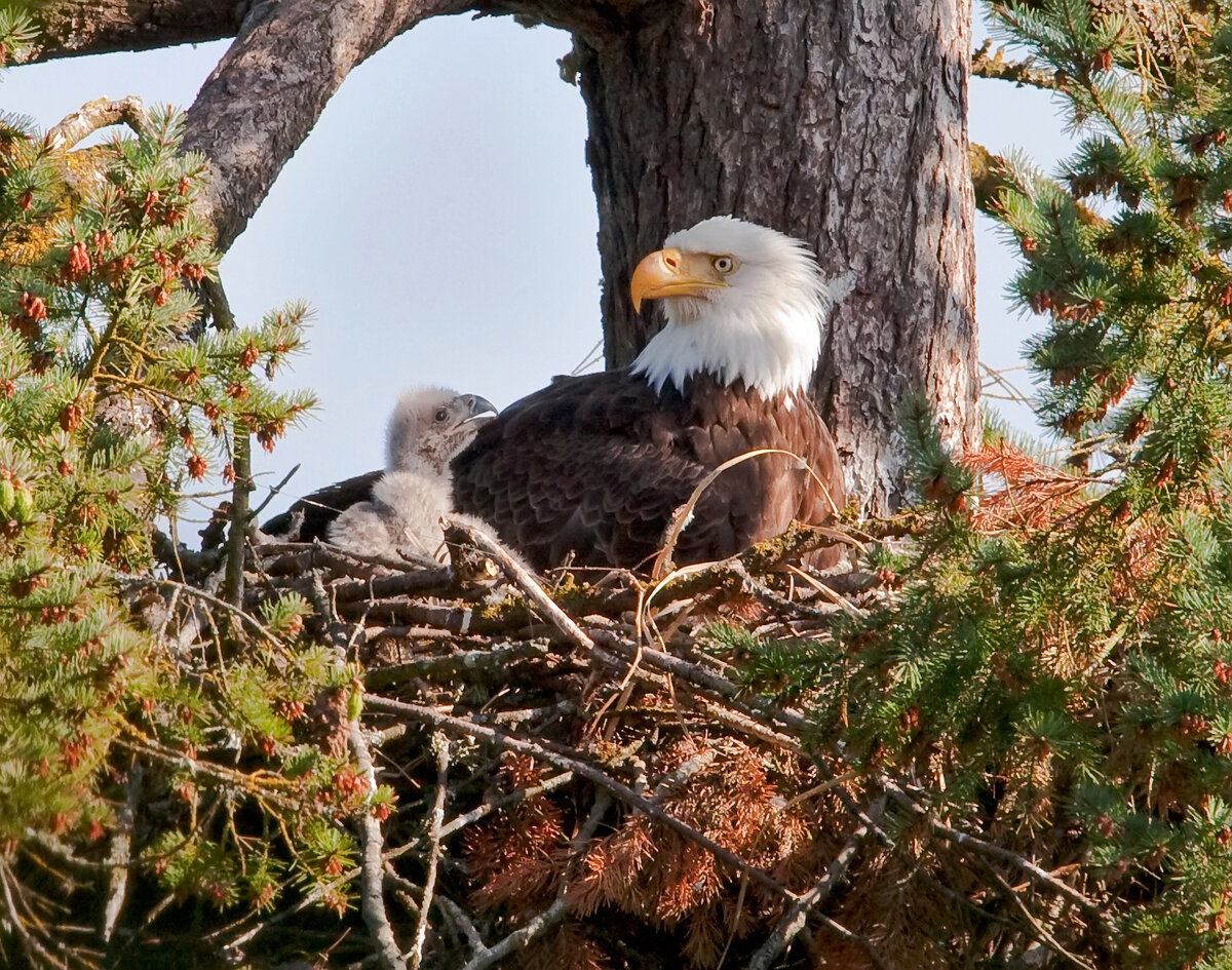 Bald Eagle chick | Focal World