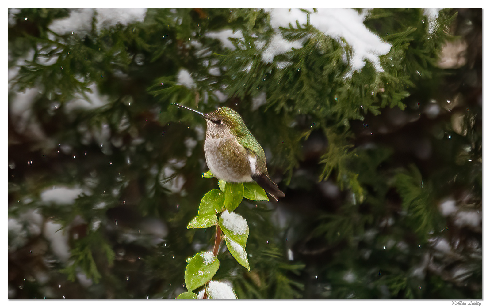Winged Wednesday 2/9/2022 | Focal World