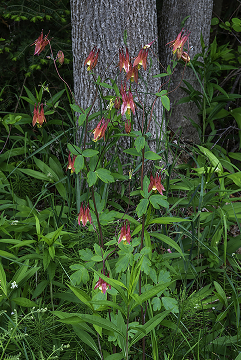 Columbine | Focal World
