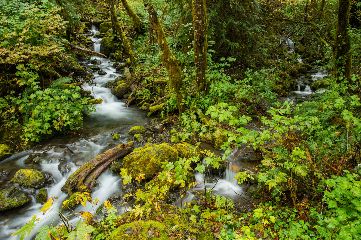 Waterfall Wednesday 2/5/2025 | Focal World