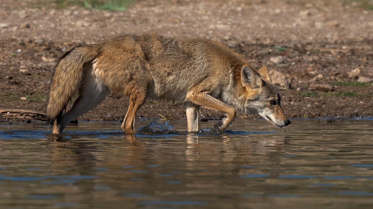 Coyote searching for dead fish | Focal World