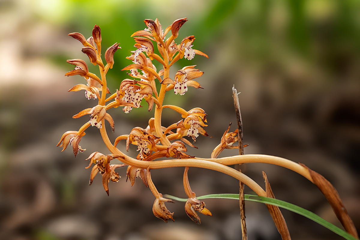 Spotted Coral Root Orchids in the Sway | Focal World